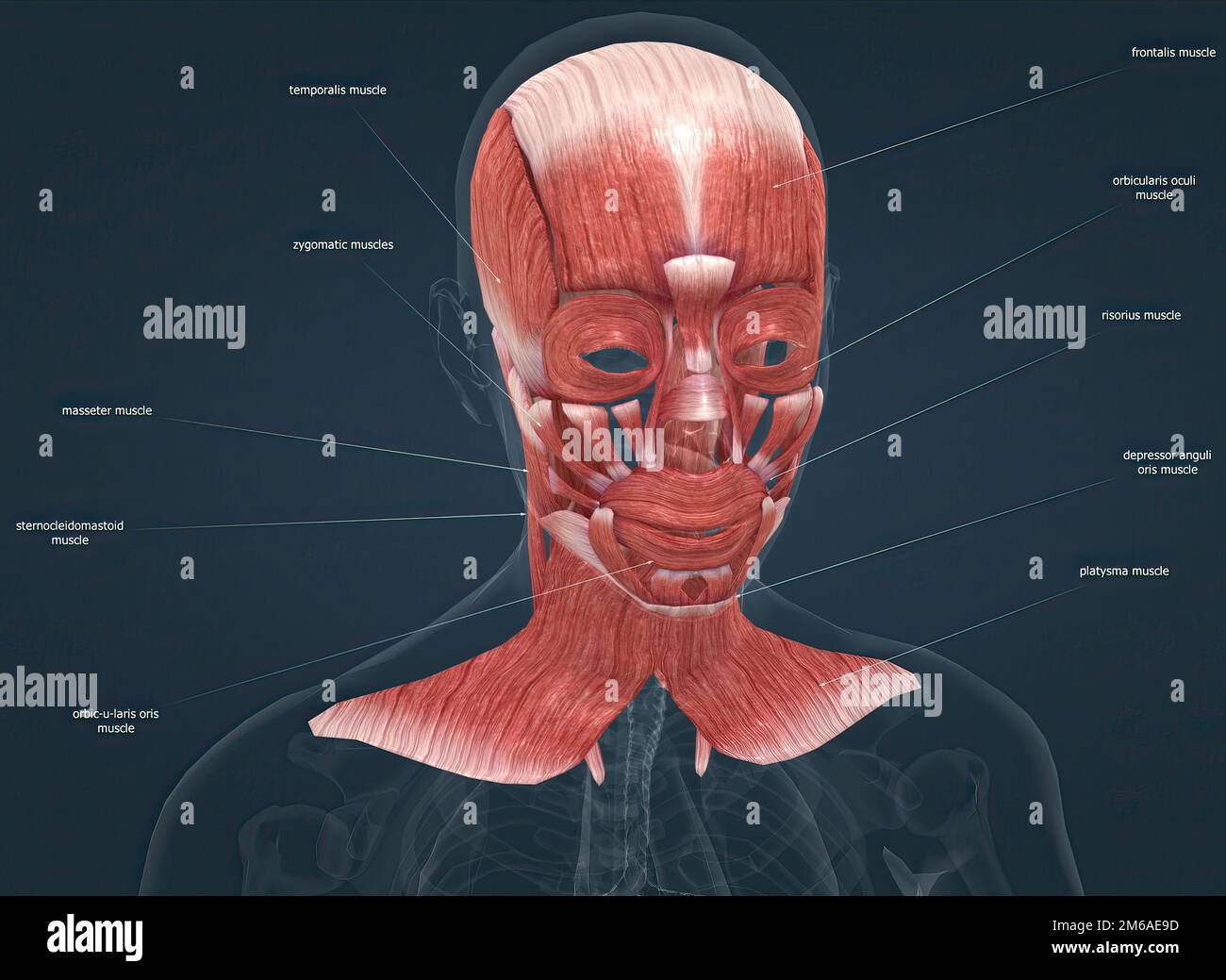 Female neck shoulder muscles anatomy hi-res stock photography and ...