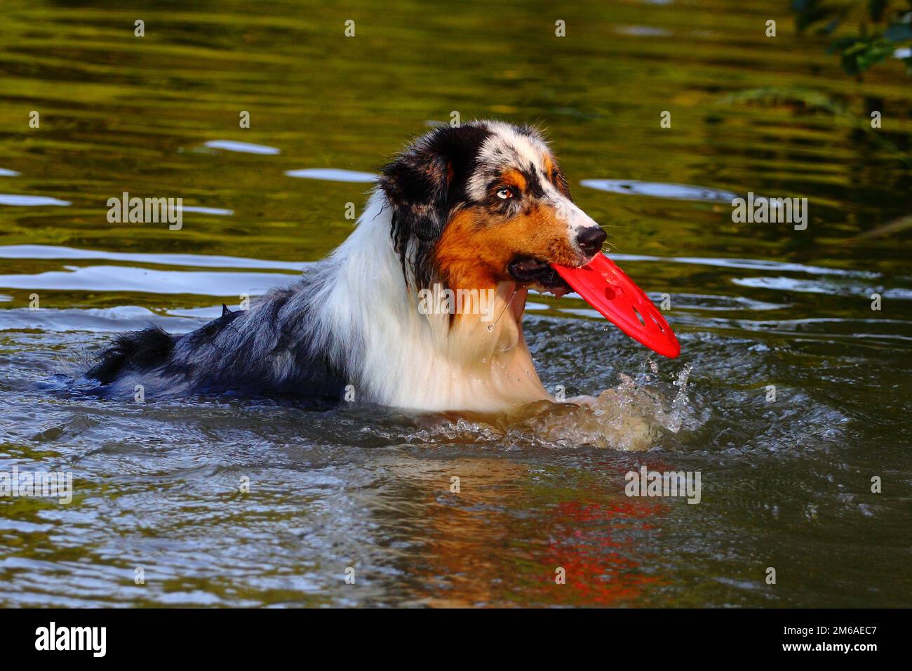 Working Australien Sheppard Stock Photo - Alamy