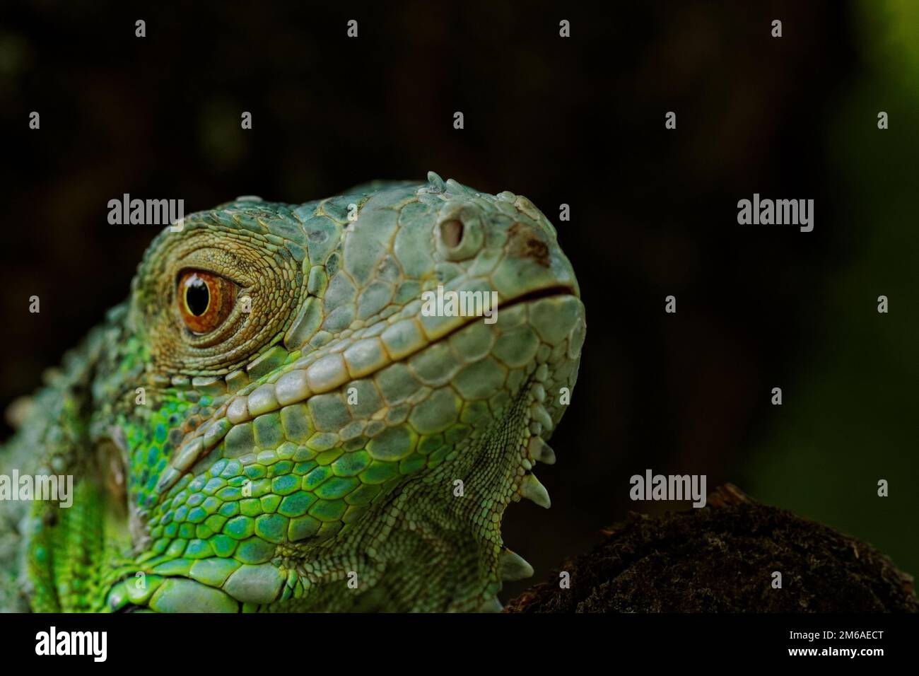 Green iguana tail hi-res stock photography and images - Alamy