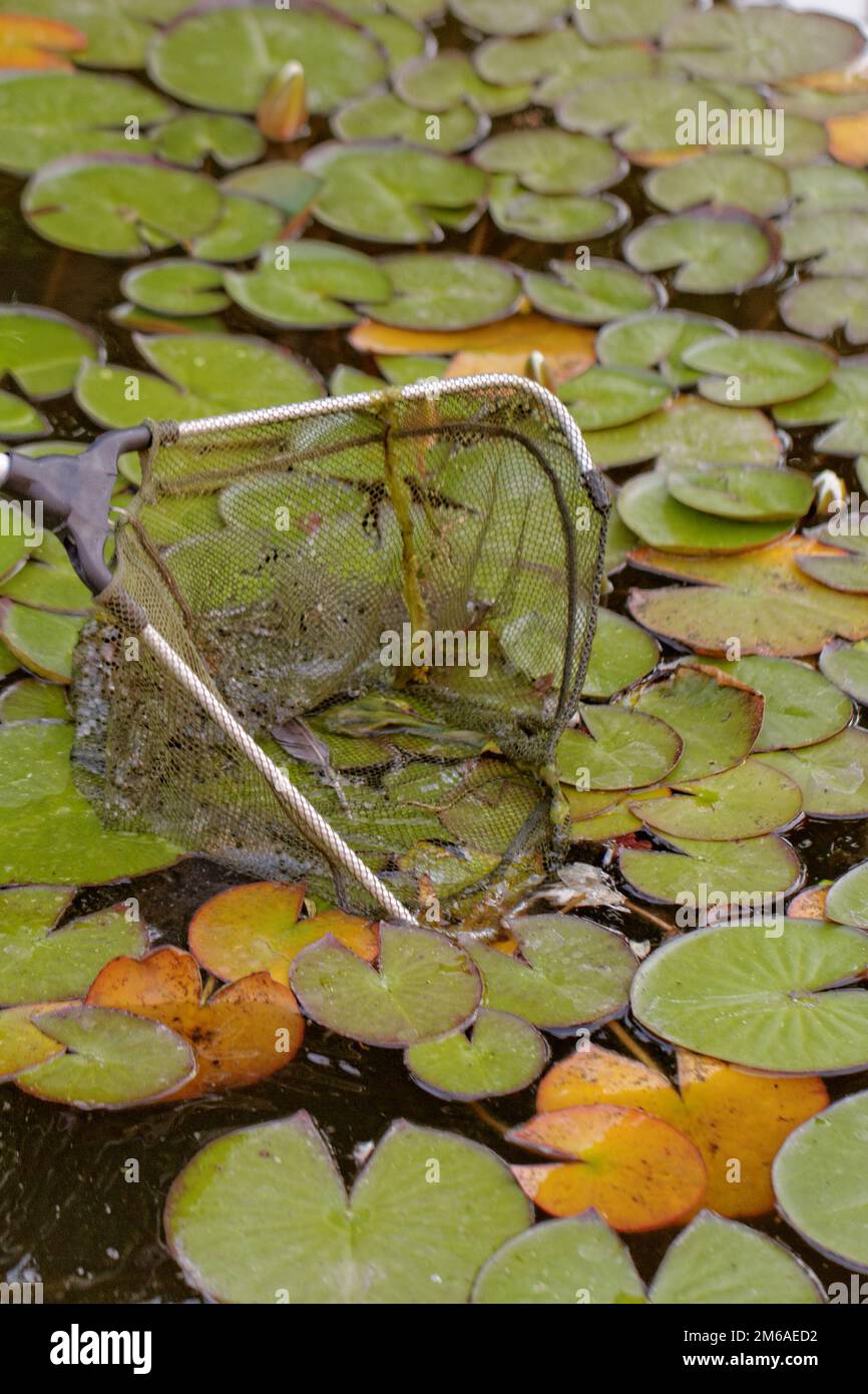 Fish landing nets in the lake with plants Stock Photo - Alamy