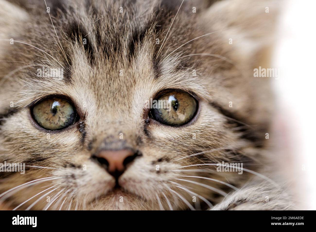 Close up on a kittens face portrait Stock Photo - Alamy