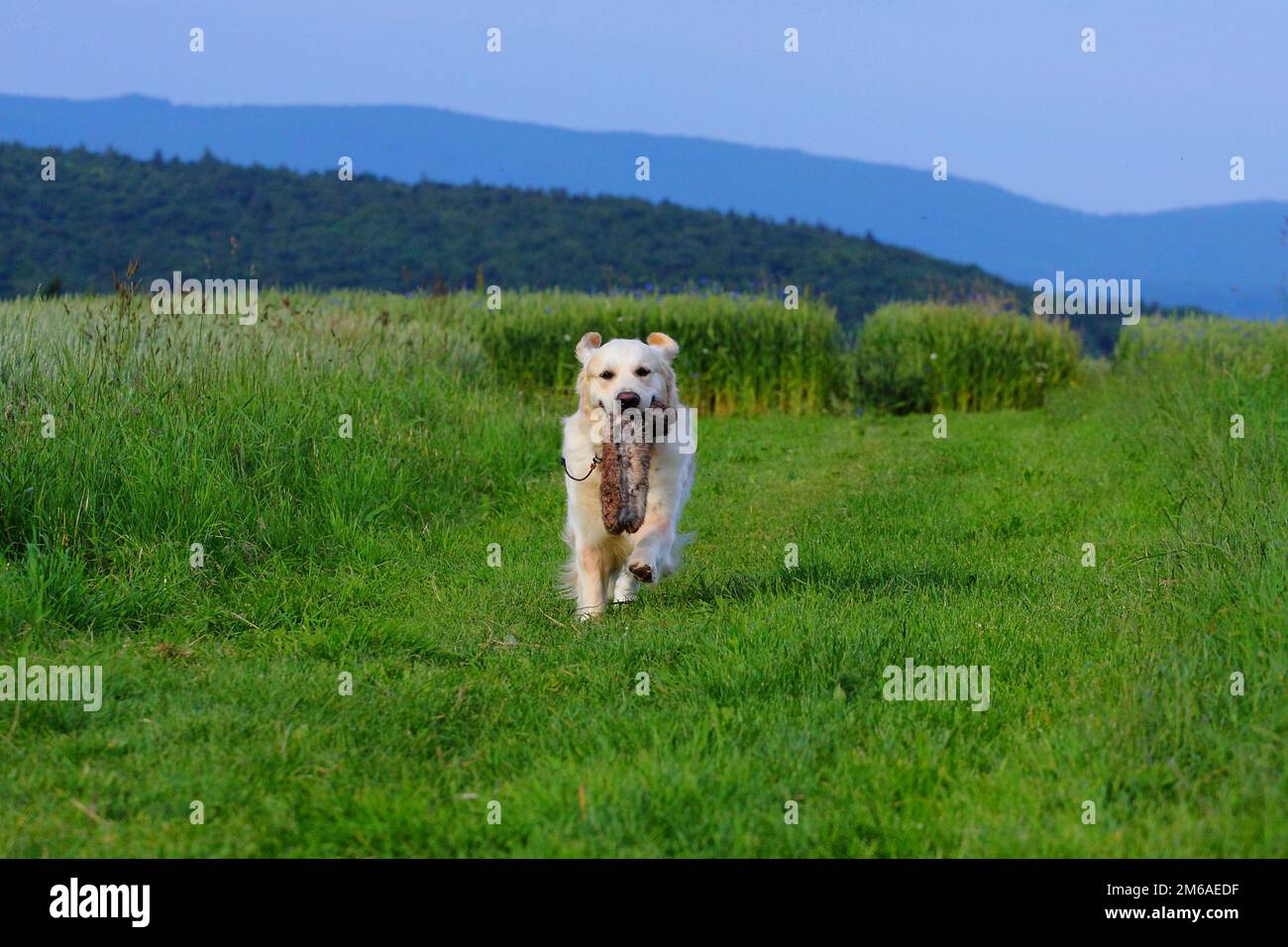 Working retriever hi-res stock photography and images - Alamy