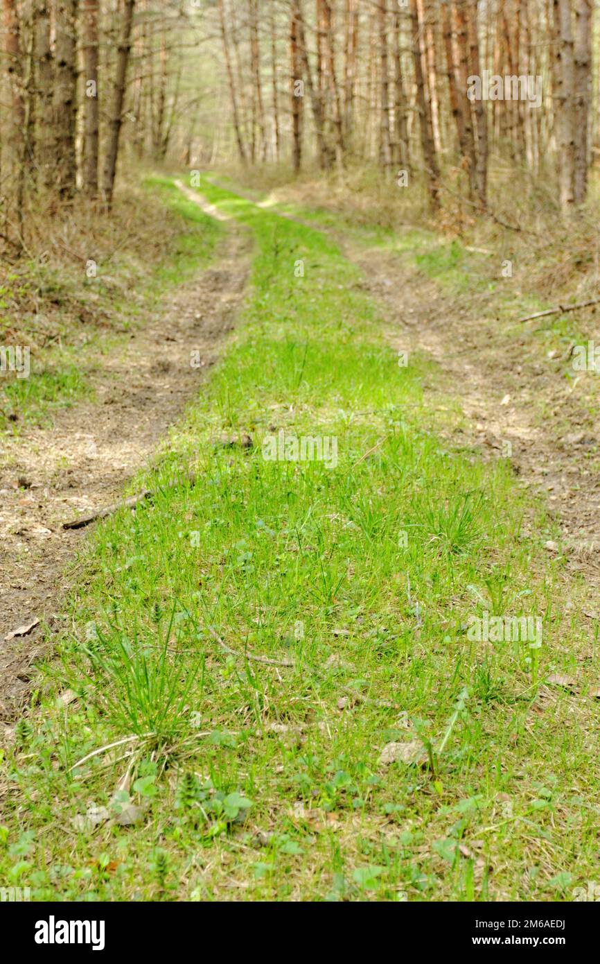 Dirt road in the forest Stock Photo - Alamy