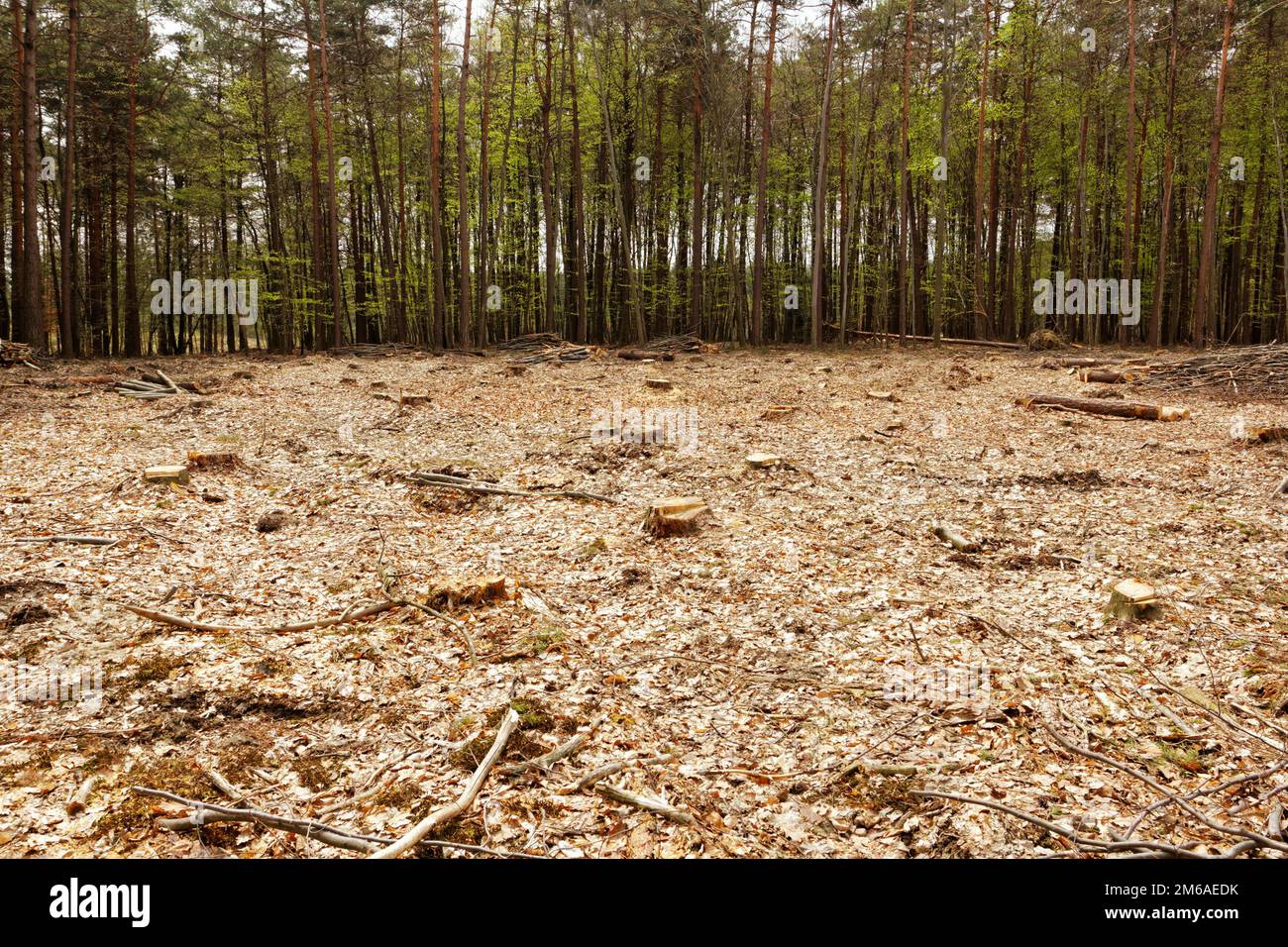 Industrial deforestation and logging Stock Photo - Alamy