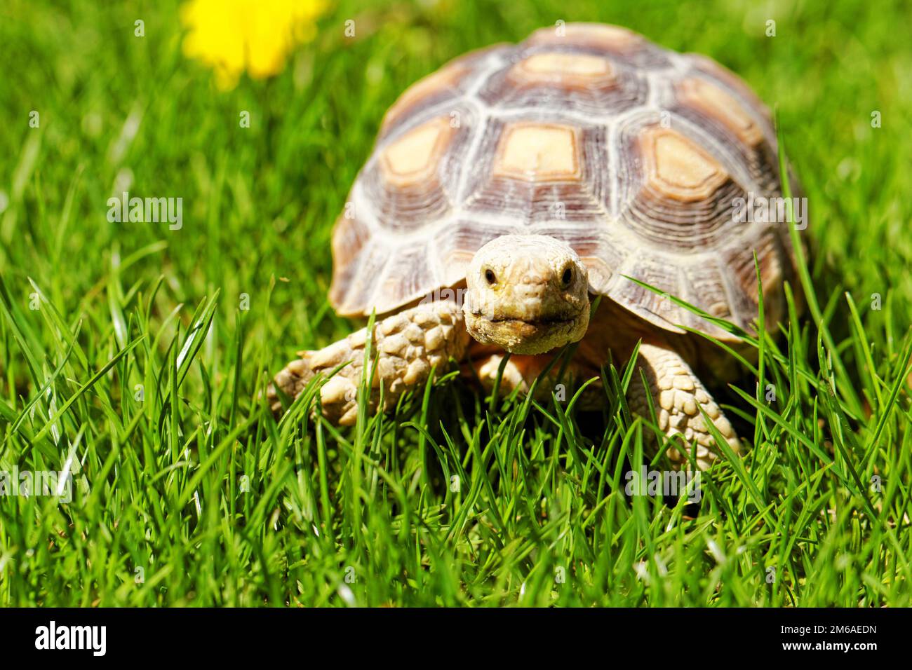 African Spurred Tortoise (Geochelone sulcata) in the garden Stock Photo ...