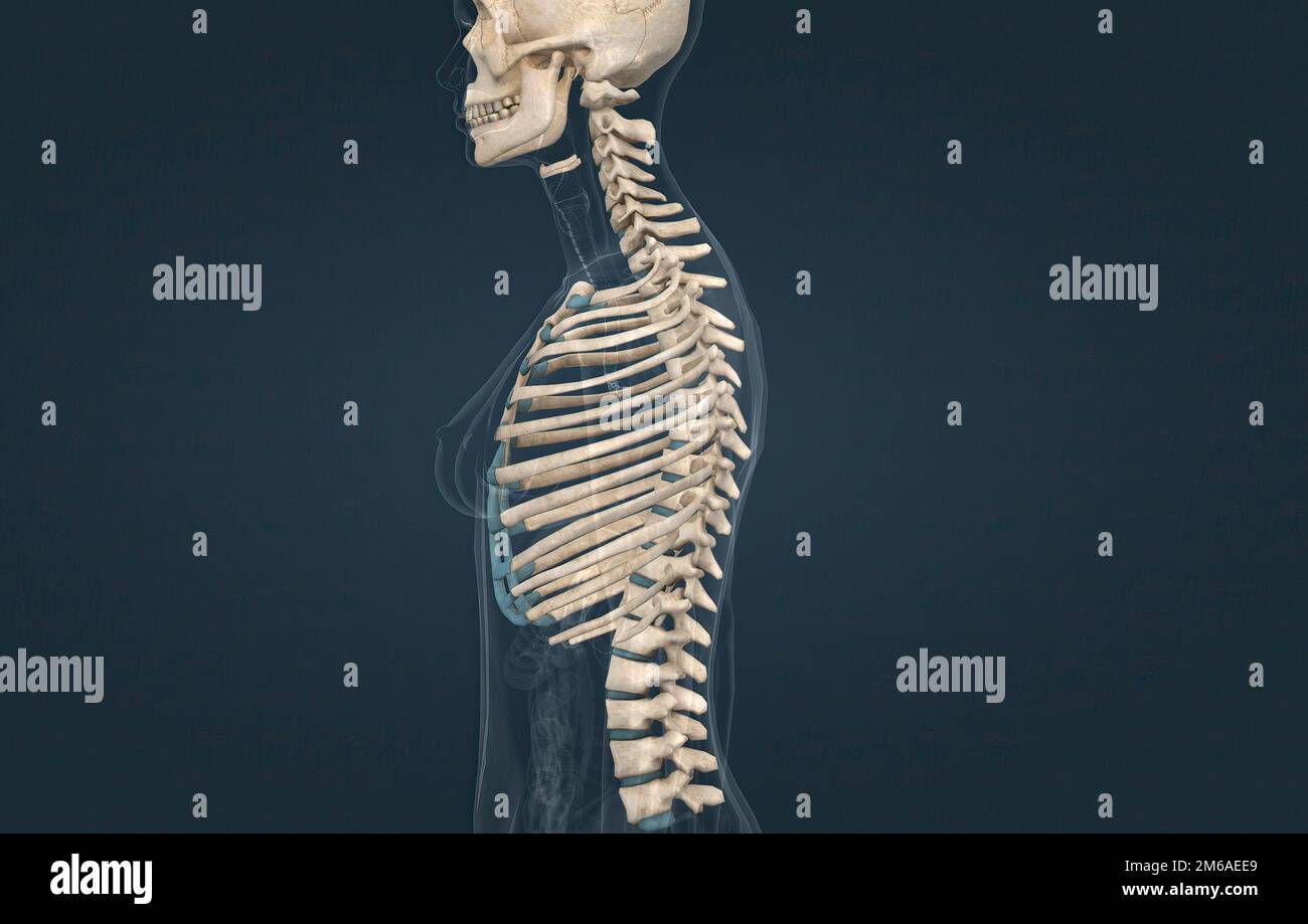 Hyaline cartilage joint hi-res stock photography and images - Alamy