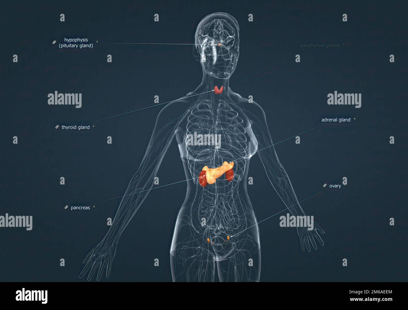 Endocrine system glands 3d hi-res stock photography and images - Alamy
