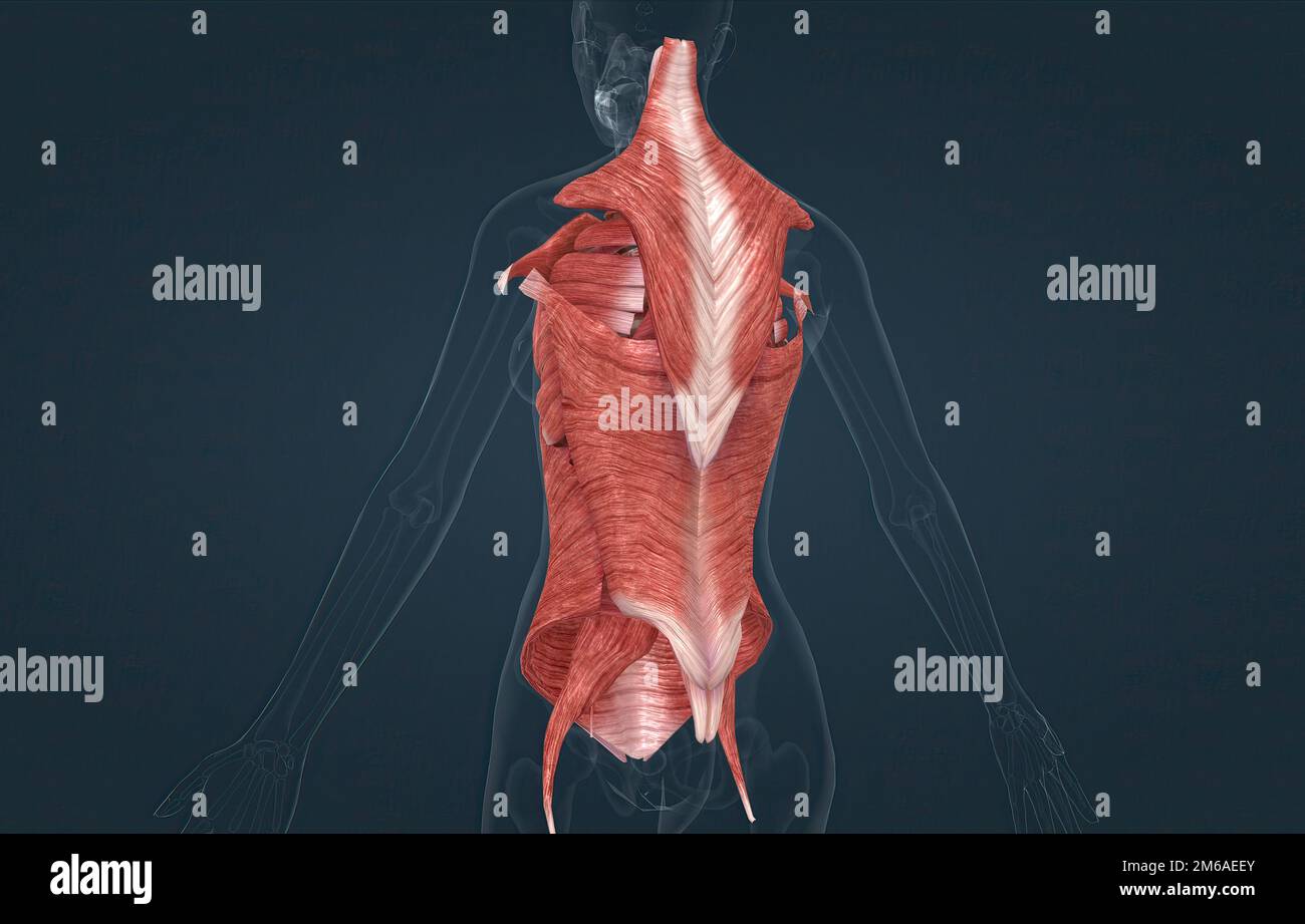 Extension of vertebral column hi-res stock photography and images - Alamy