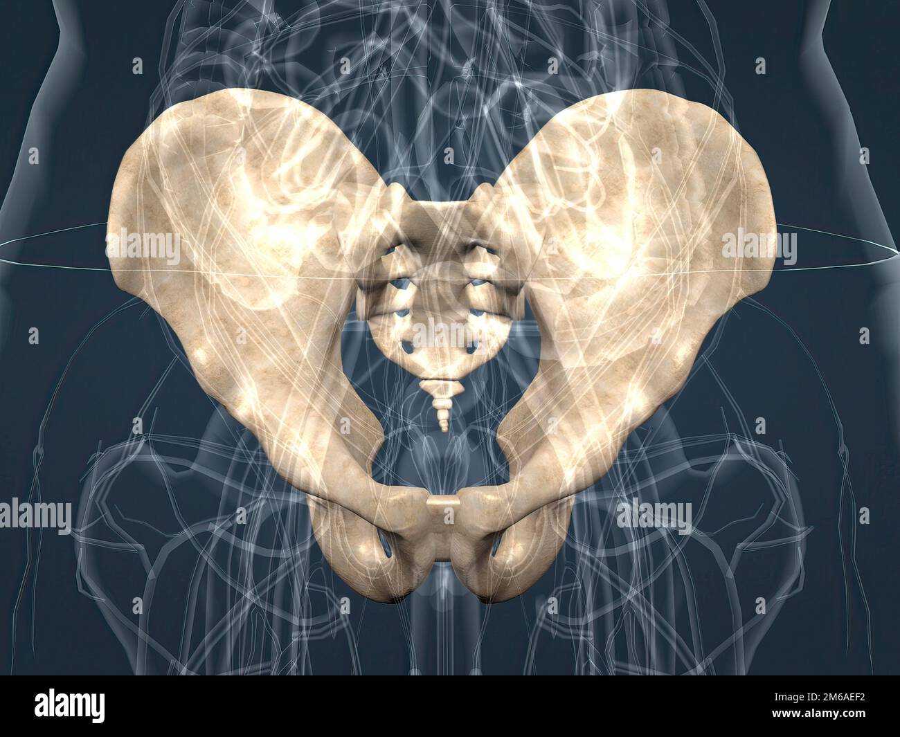 The right radius and ulna hi-res stock photography and images - Alamy