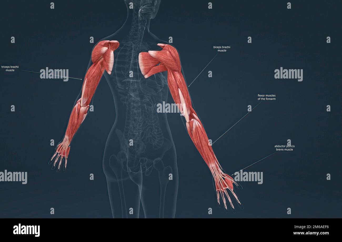 Flexion of the forearm hi-res stock photography and images - Alamy