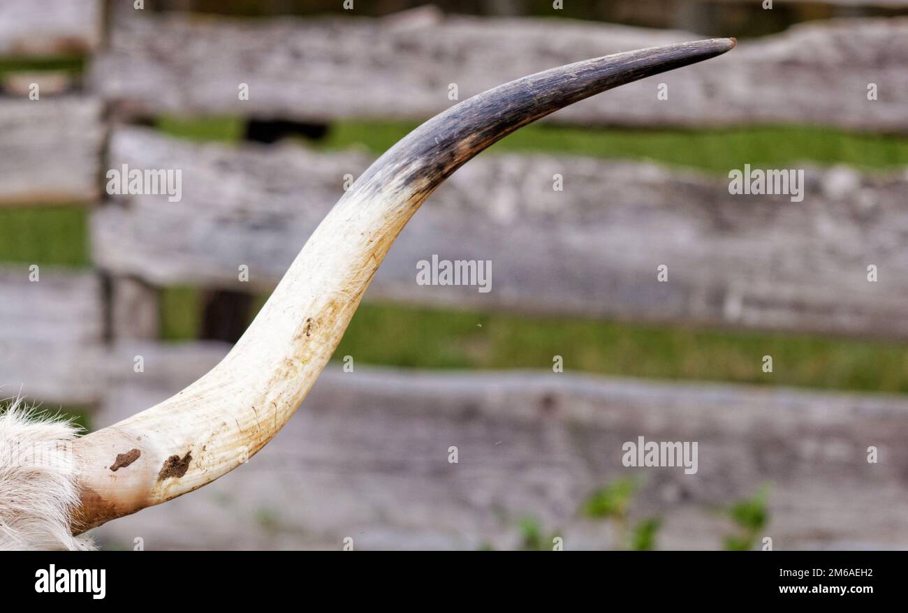 Hungarian grey cattle horn Stock Photo - Alamy