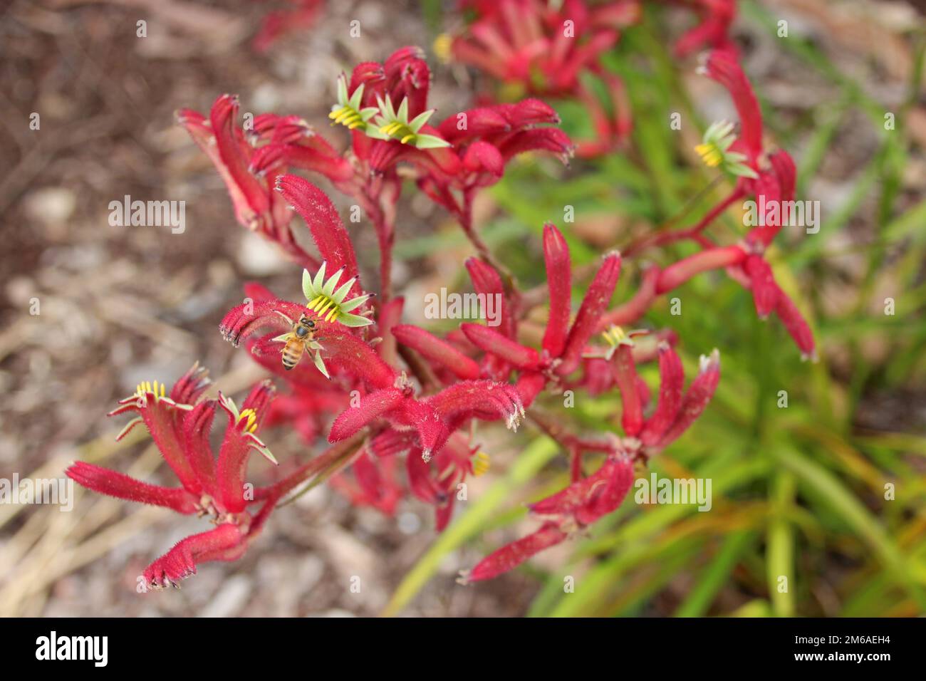 bee and wild flowers in perth in australia Stock Photo - Alamy