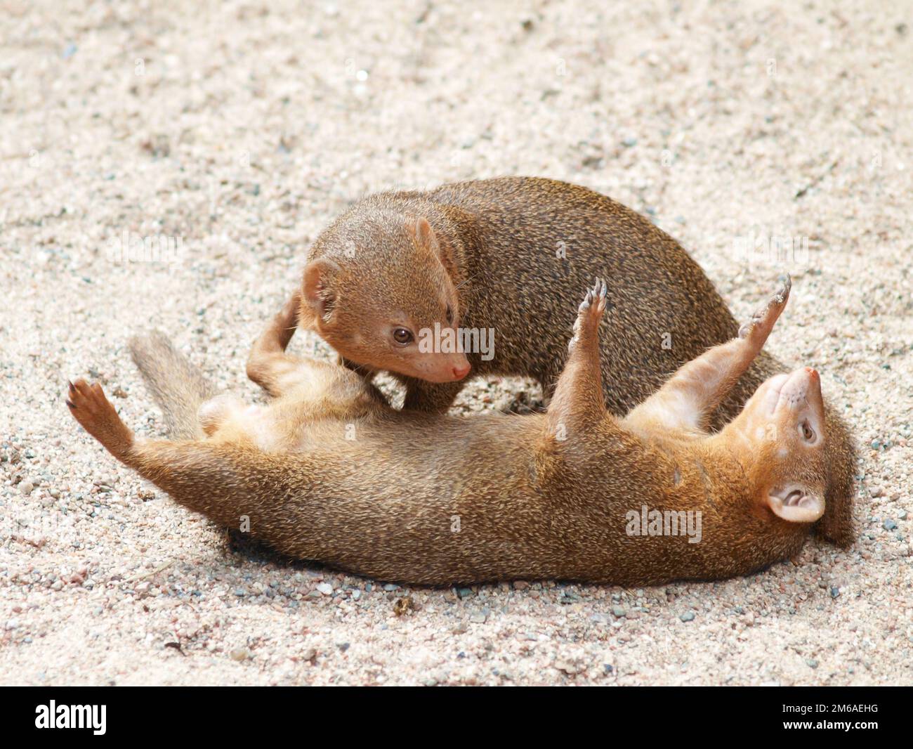 Dwarf mongoose in sand Stock Photo - Alamy