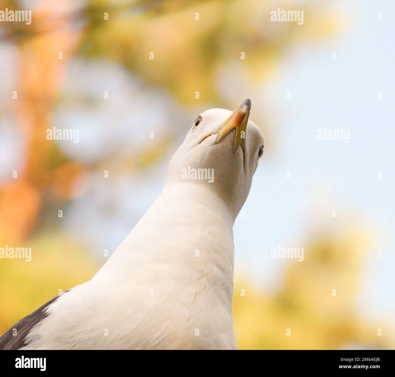 White and gray seagull sitting hi-res stock photography and images - Alamy