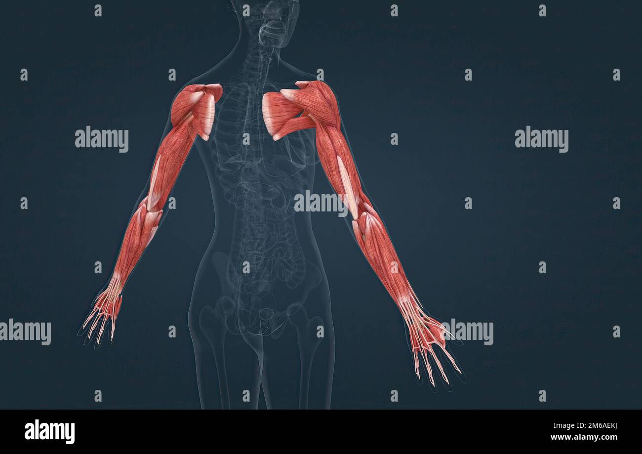 Flexion of thigh hi-res stock photography and images - Alamy