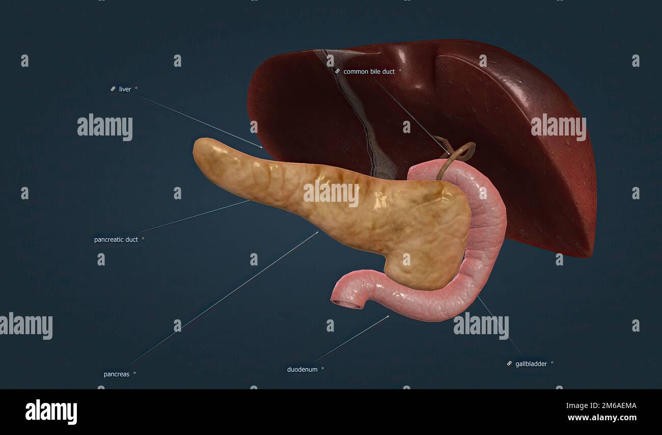 Role of pancreas hi-res stock photography and images - Alamy