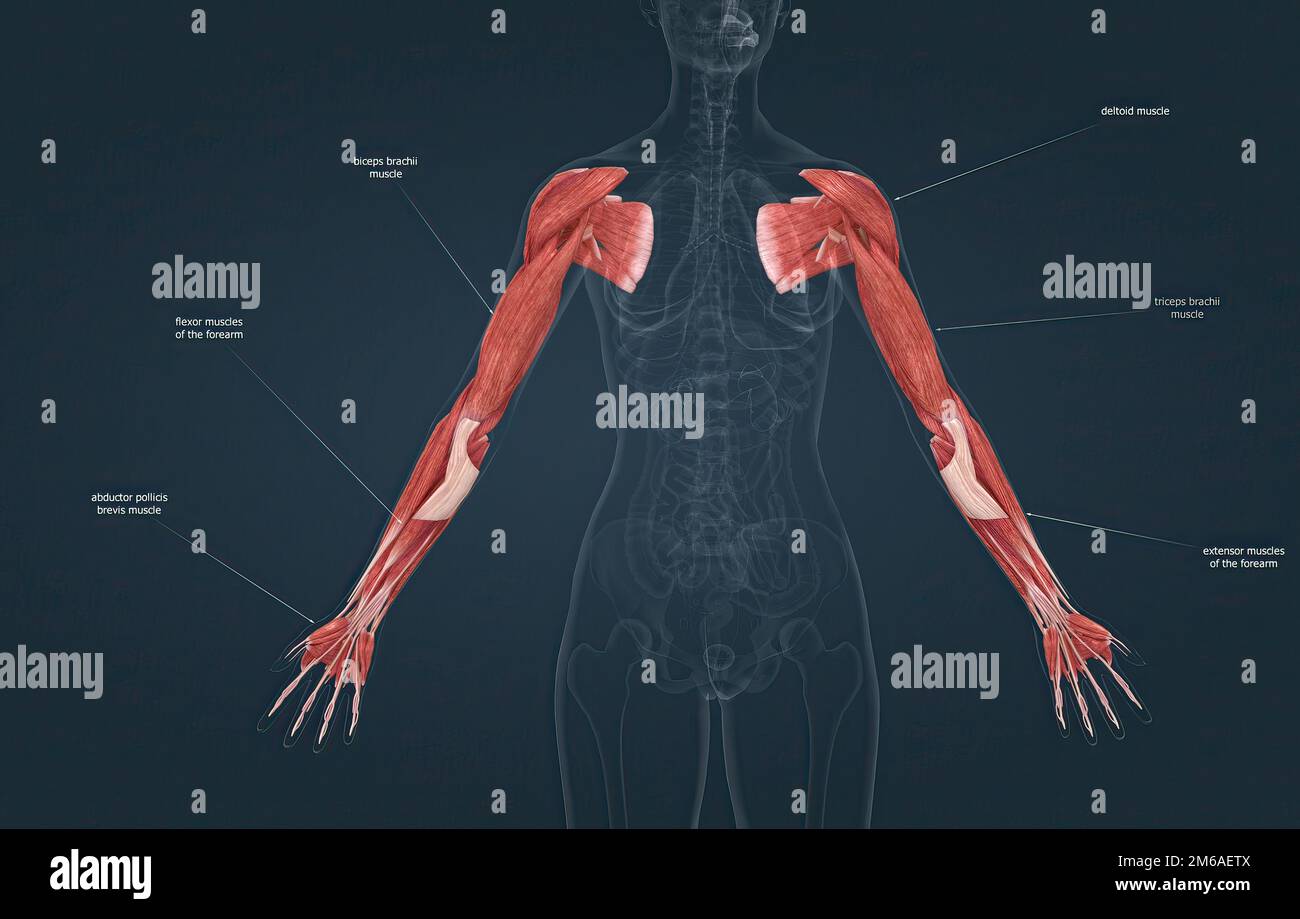 The Muscles That Move The Forearm Are Located Along The Humerus, Which ...