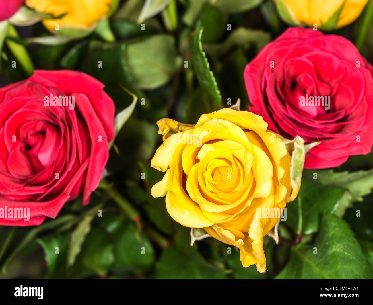 Beautiful yellow roses symbol love hi-res stock photography and images ...
