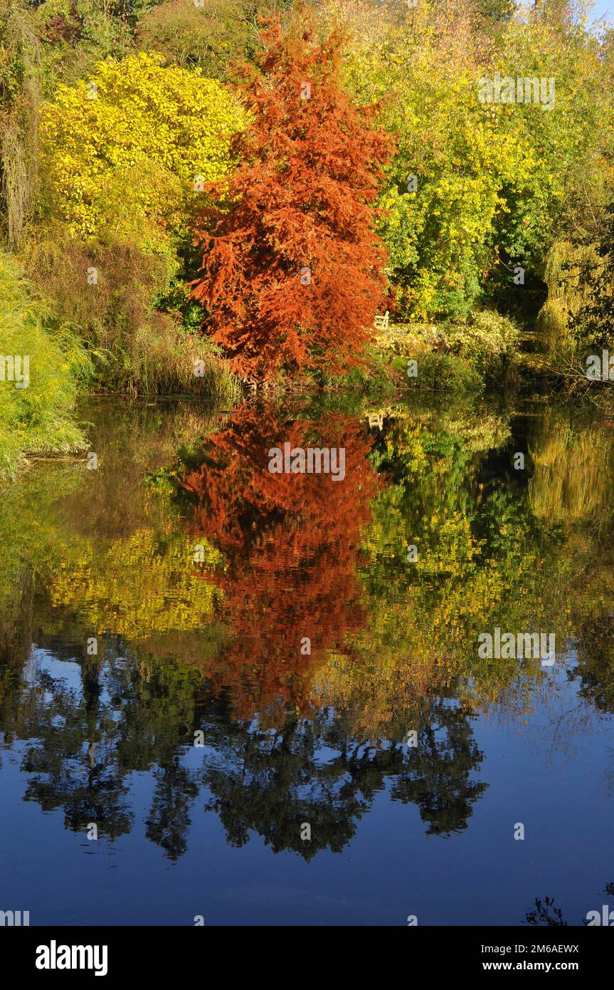 The brilliant colours of autumn reflected in the Mells brook in the ...
