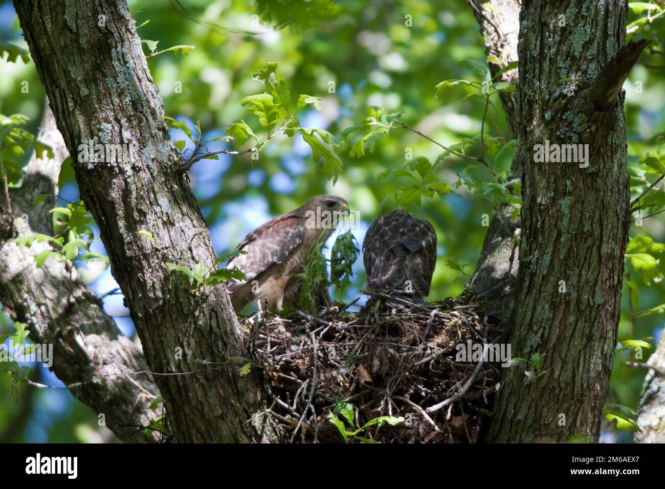 00794-00620 Red-shouldered Hawks (Buteo lineatus) adult with nestlings ...