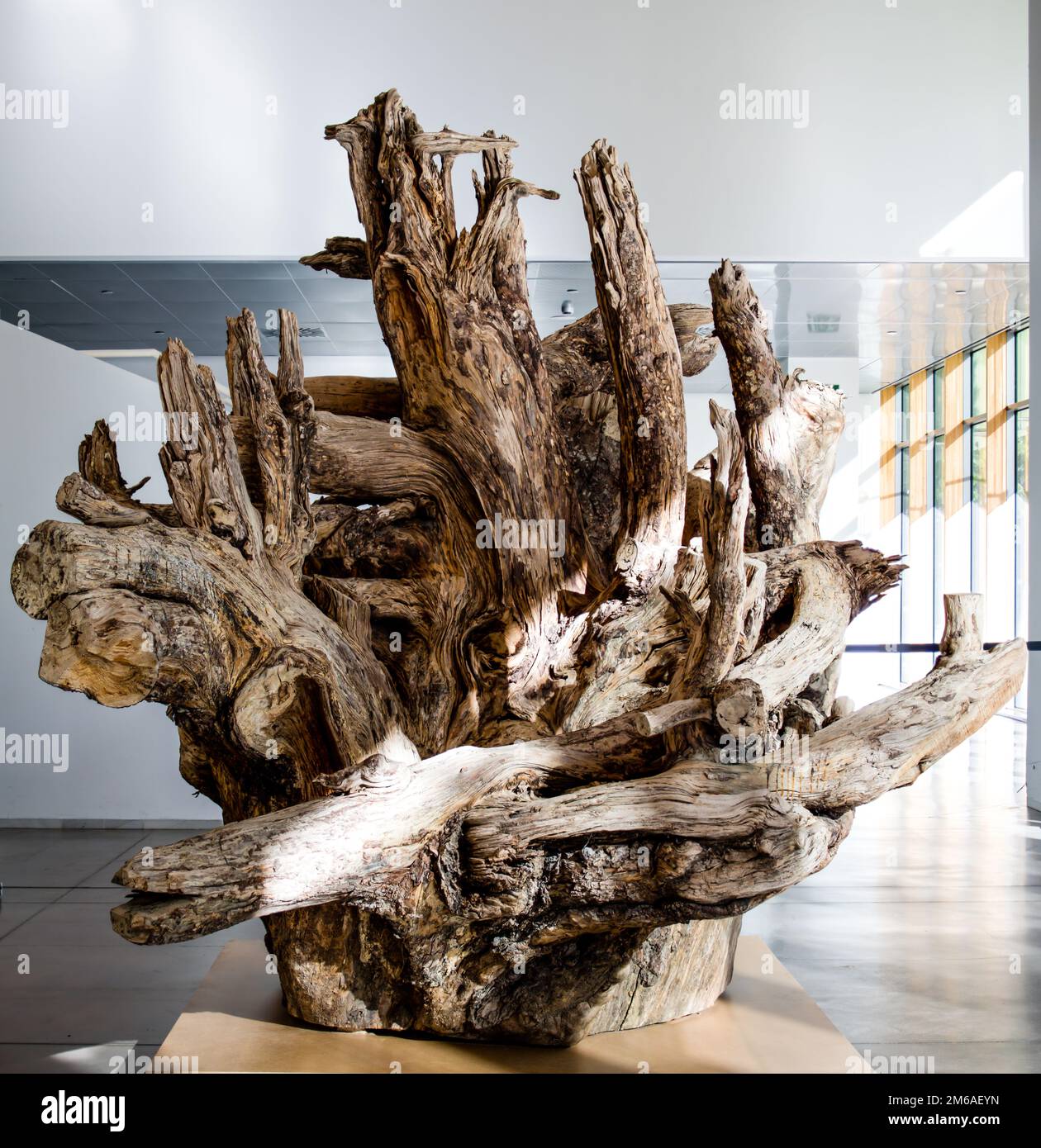 Tree stump sculpture hi-res stock photography and images - Alamy