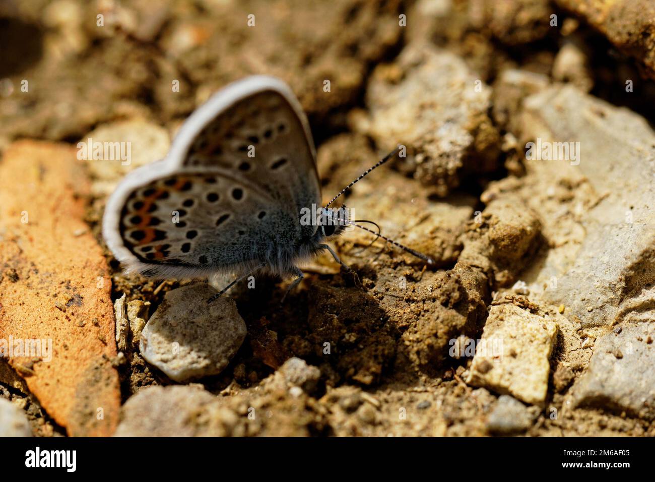 Silver blue butterfly hi-res stock photography and images - Alamy