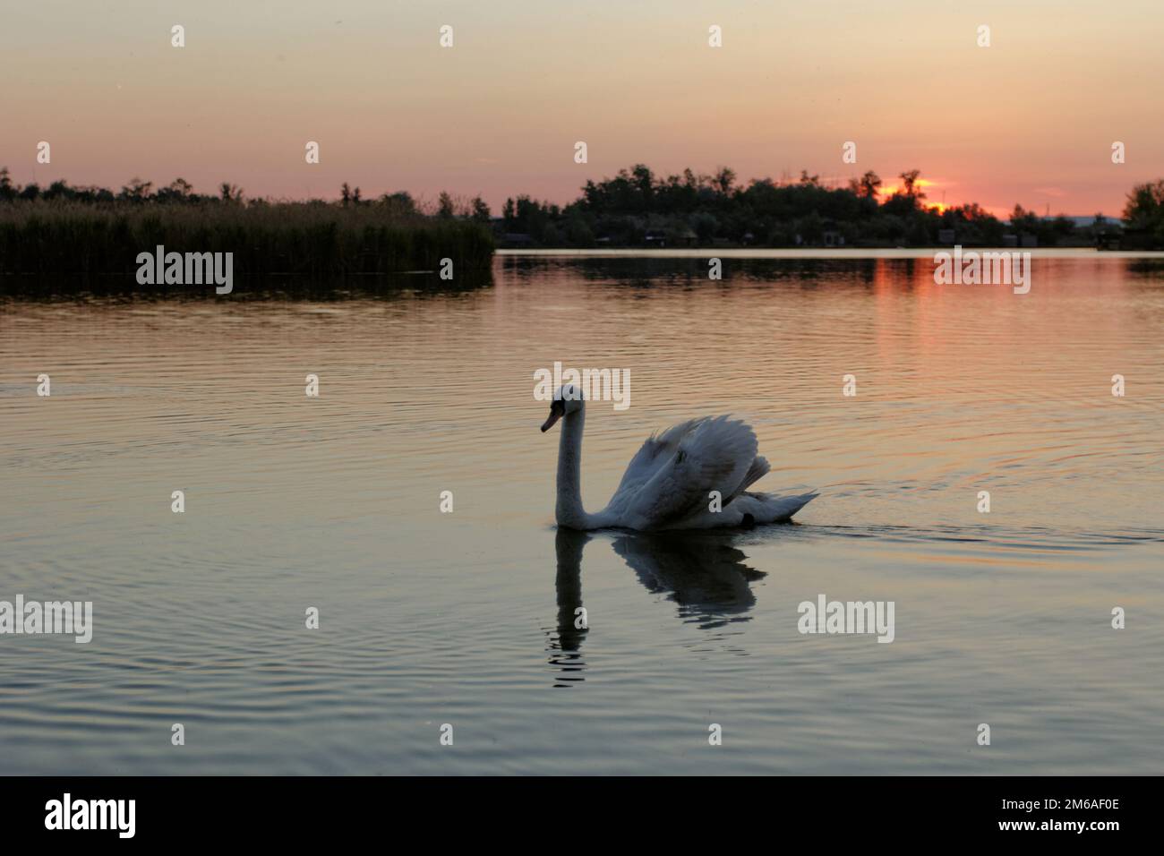 Swan sea sunset hi-res stock photography and images - Alamy