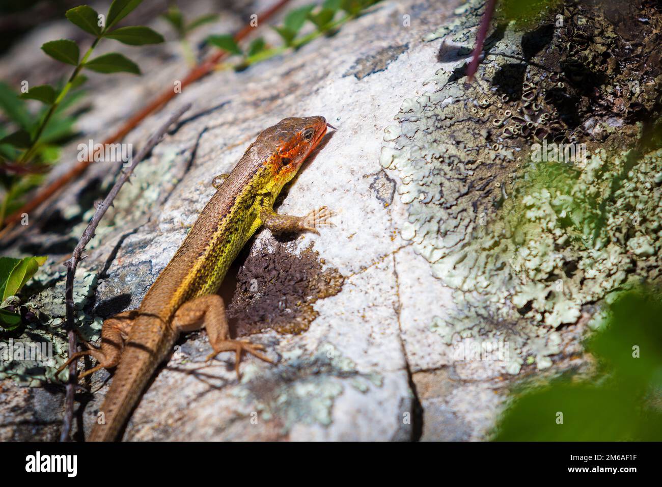 Colorful lizard hi-res stock photography and images - Alamy