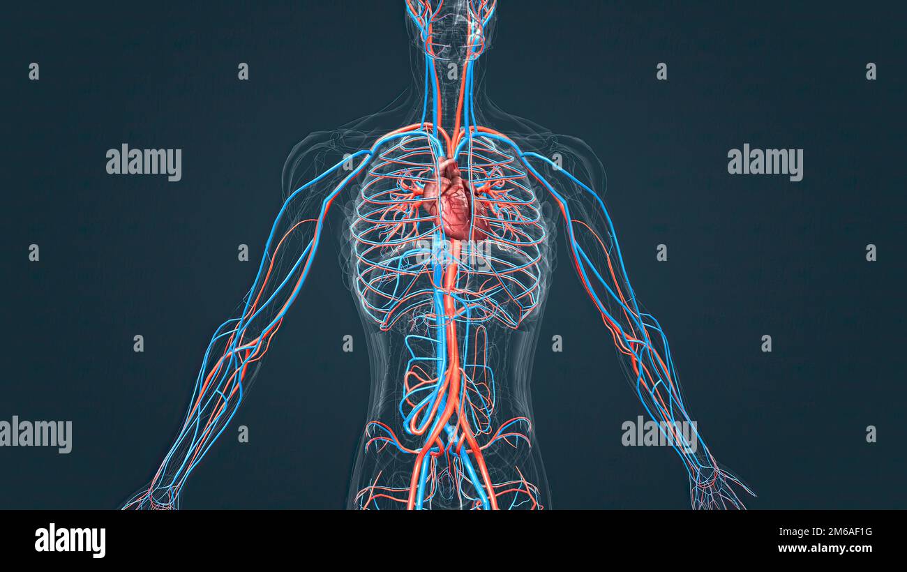 Closed circulatory system hi-res stock photography and images - Alamy