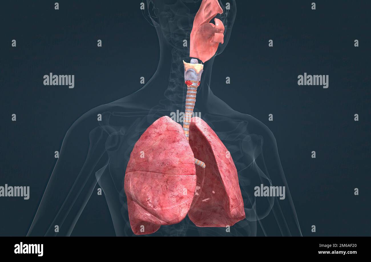 Intercostal vessels hi-res stock photography and images - Alamy