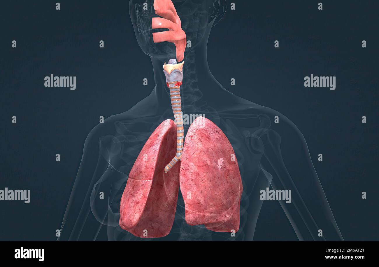 Intercostal vessels hi-res stock photography and images - Alamy