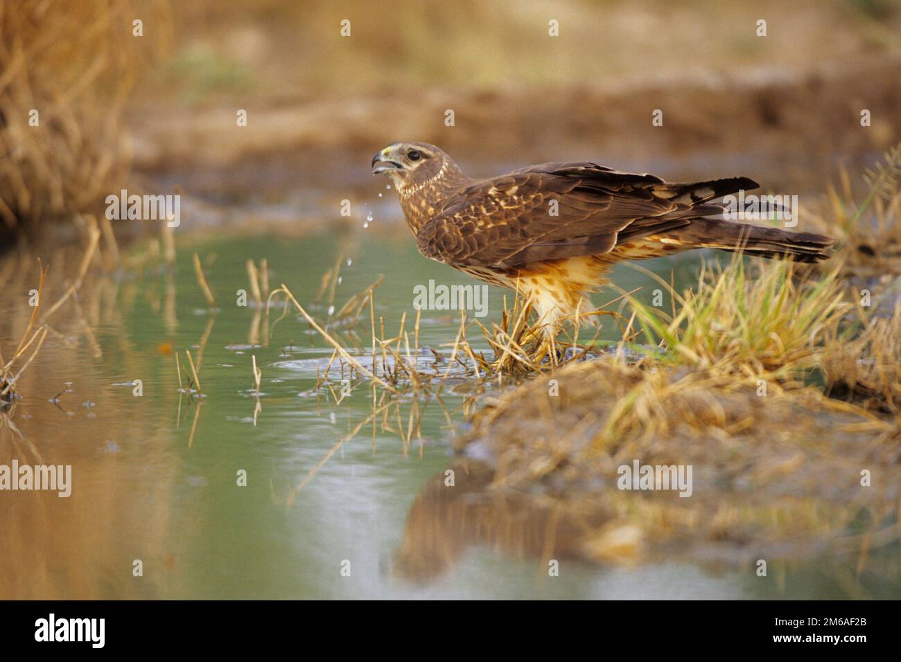 00803-008.03 Northern Harrier (Circus cyaneus) female drinking at water ...
