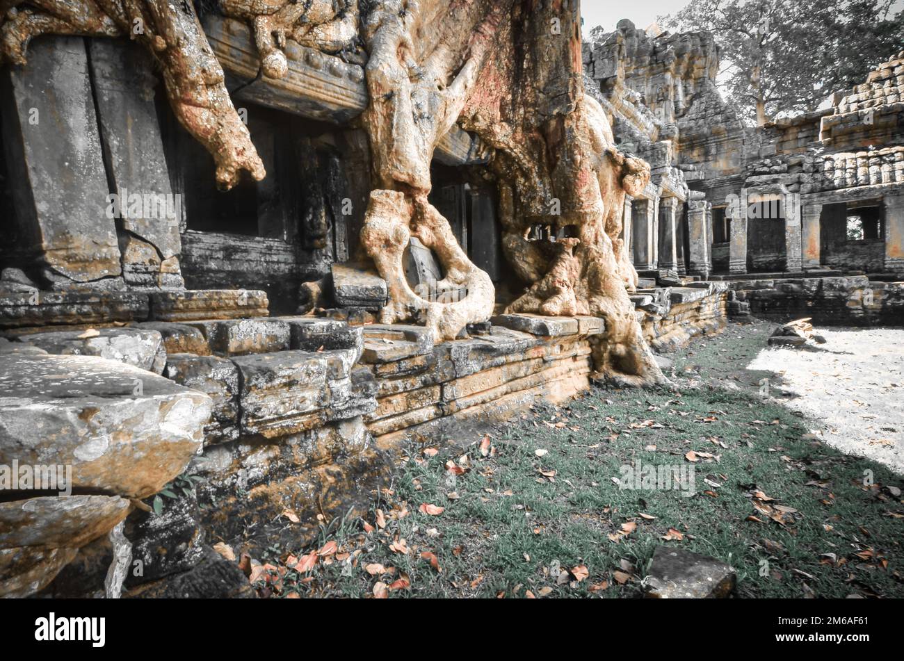 Amazing trees, Cambodia, Siem Reap, Angkor Wat Stock Photo - Alamy