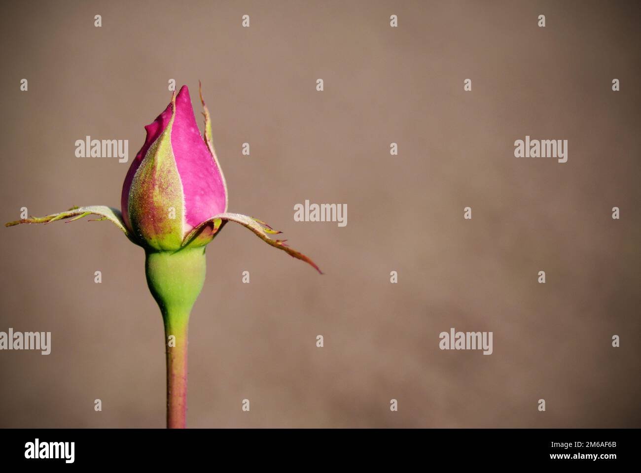 Little bud of the pink rose Stock Photo - Alamy