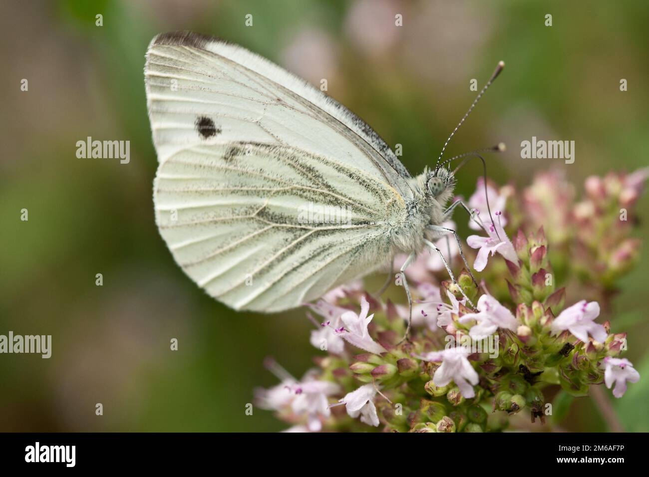 Kra ftig gea dert hi-res stock photography and images - Alamy