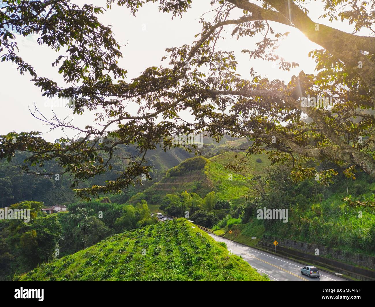 Variant la romelia el pollo hi-res stock photography and images - Alamy