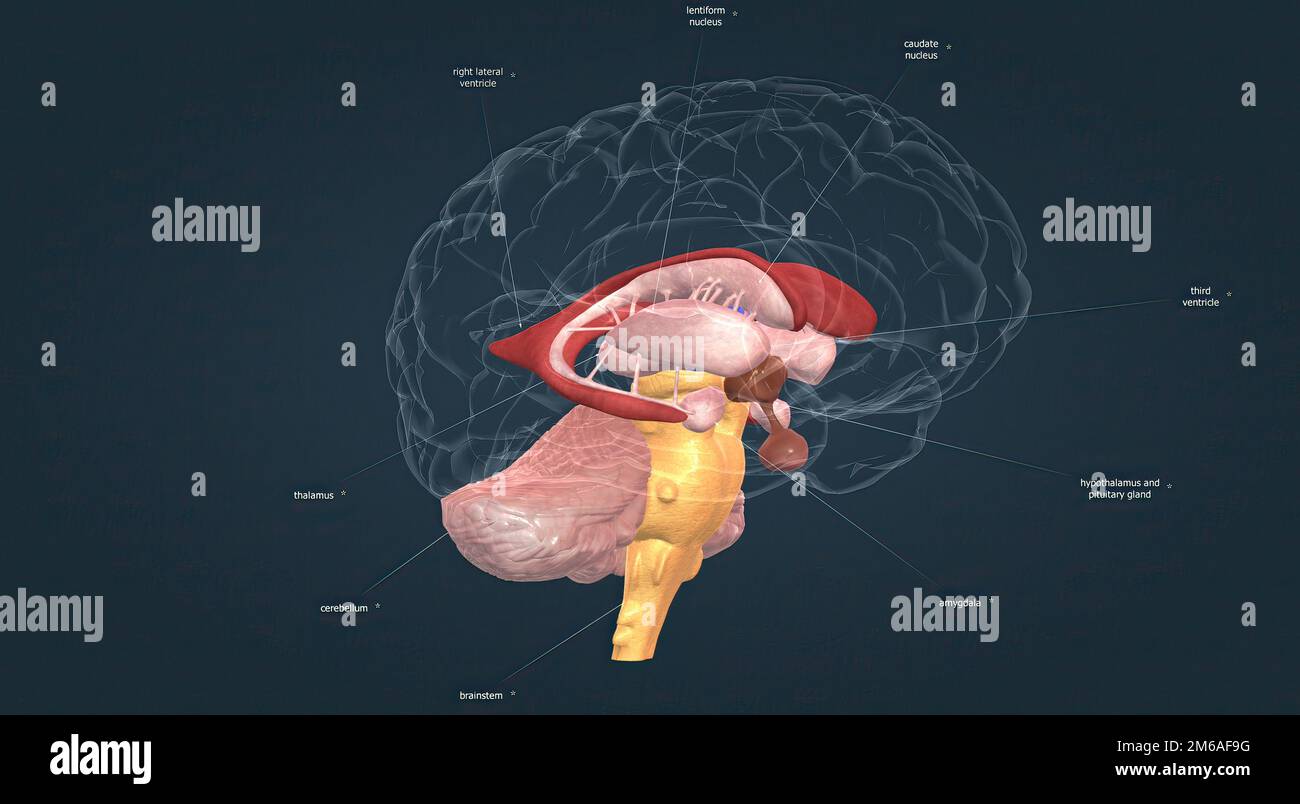 Ventricular system brain hi-res stock photography and images - Alamy