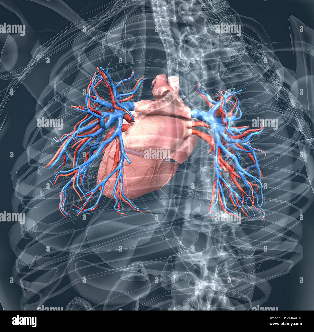 The blood vessels of the pulmonary circulation are the pulmonary ...