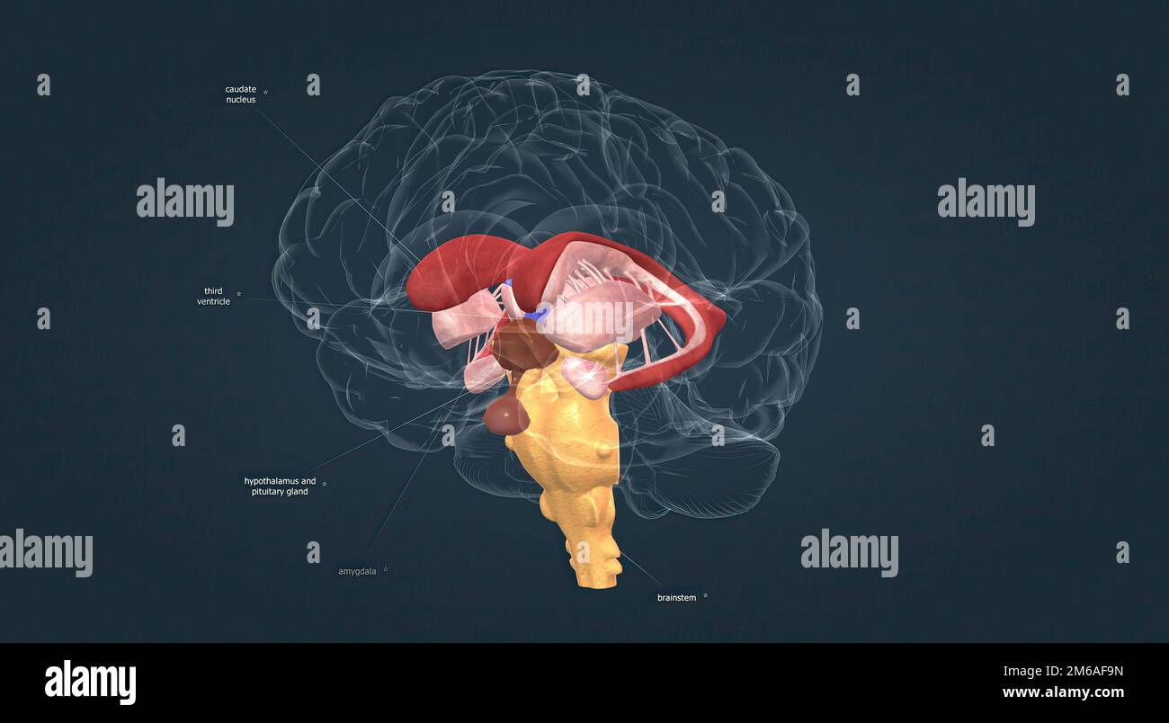 Ventricular system of brain hi-res stock photography and images - Alamy