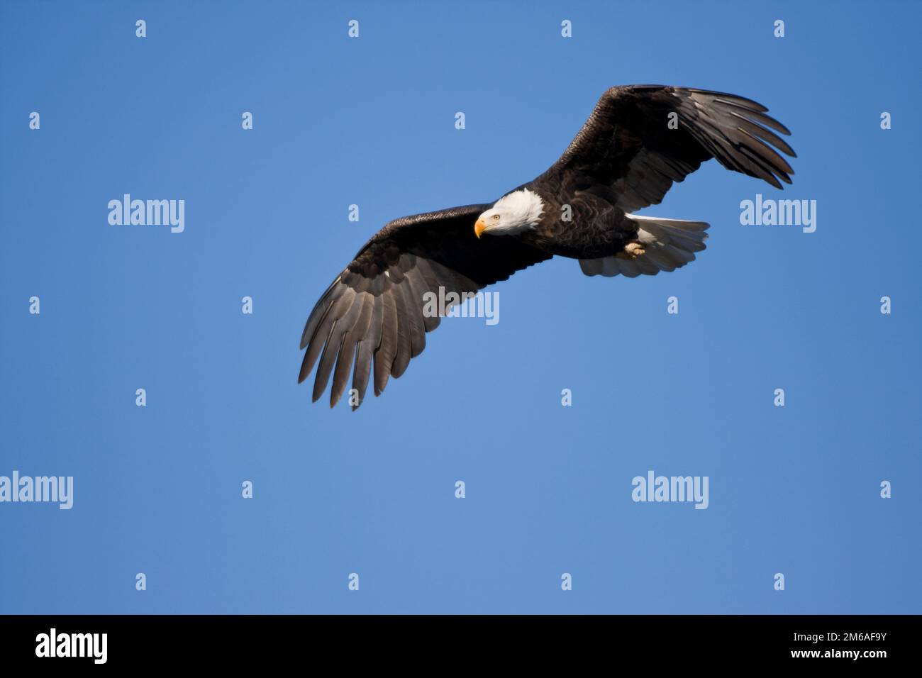 00807-035.15 Bald Eagle (Haliaeetus leucocephalus) in flight over ...