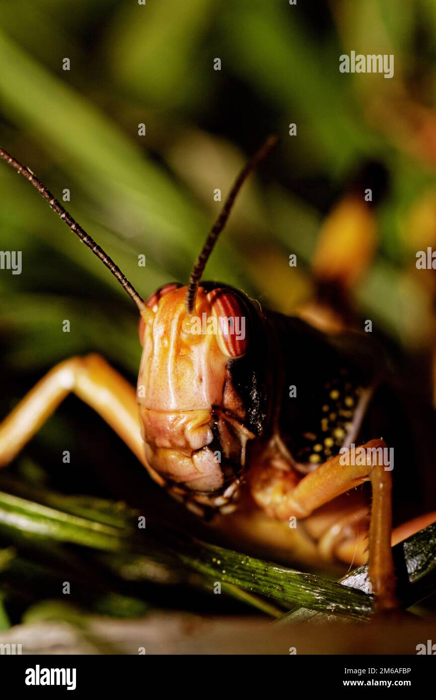 Locust insect hi-res stock photography and images - Alamy