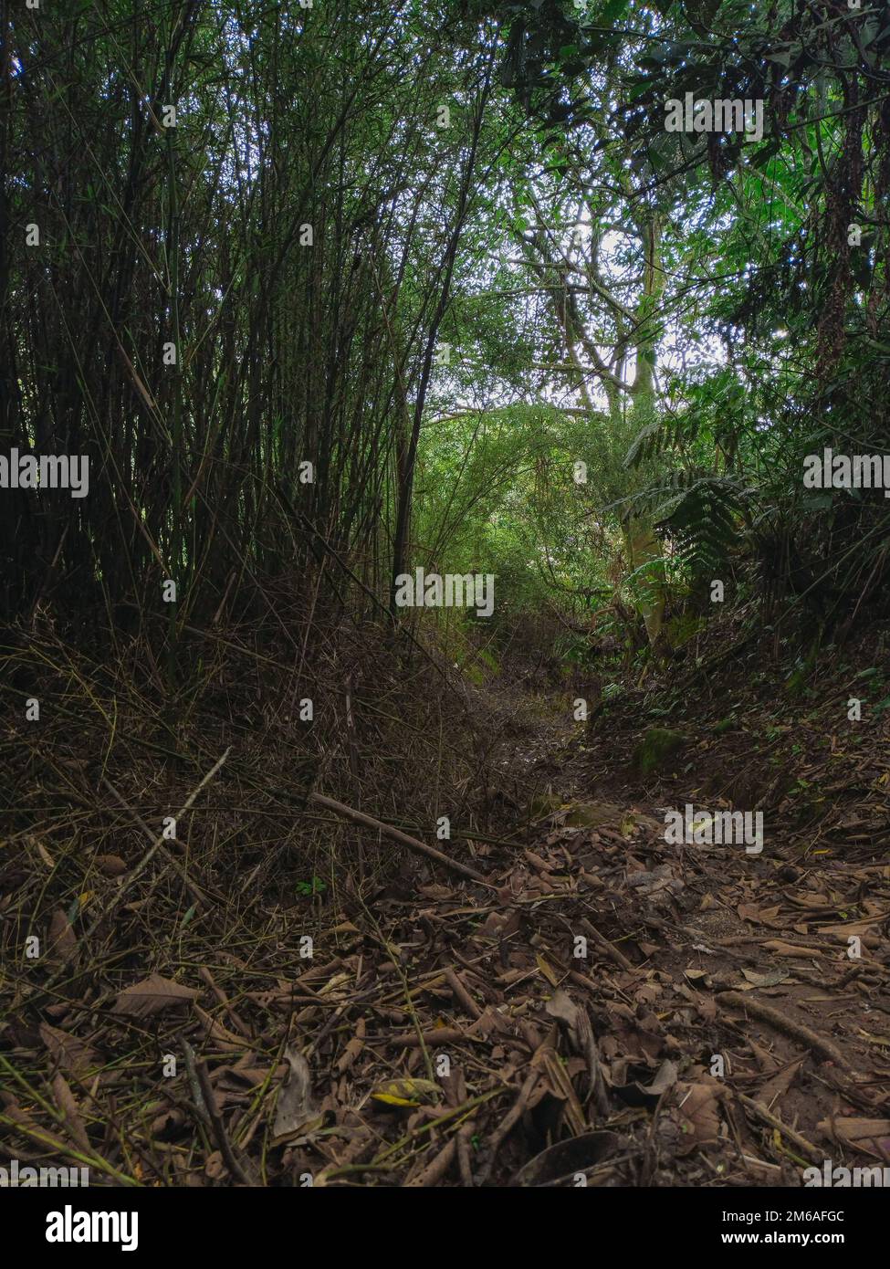 road through the Colombian jungle, crossing of people through a bamboo ...