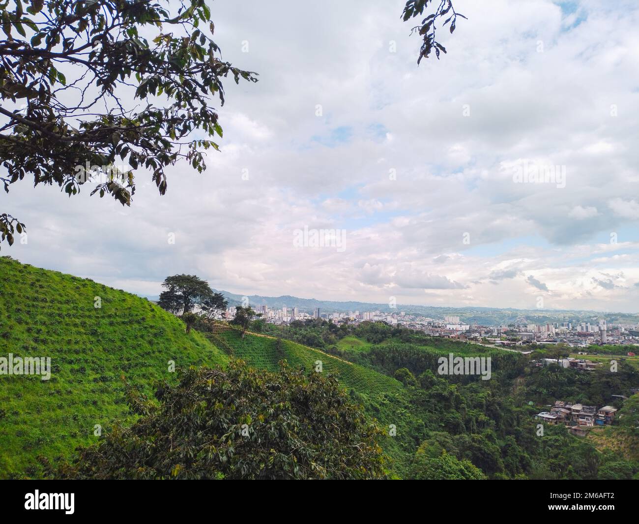 view of a natural Colombian coffee landscape, in the background the ...
