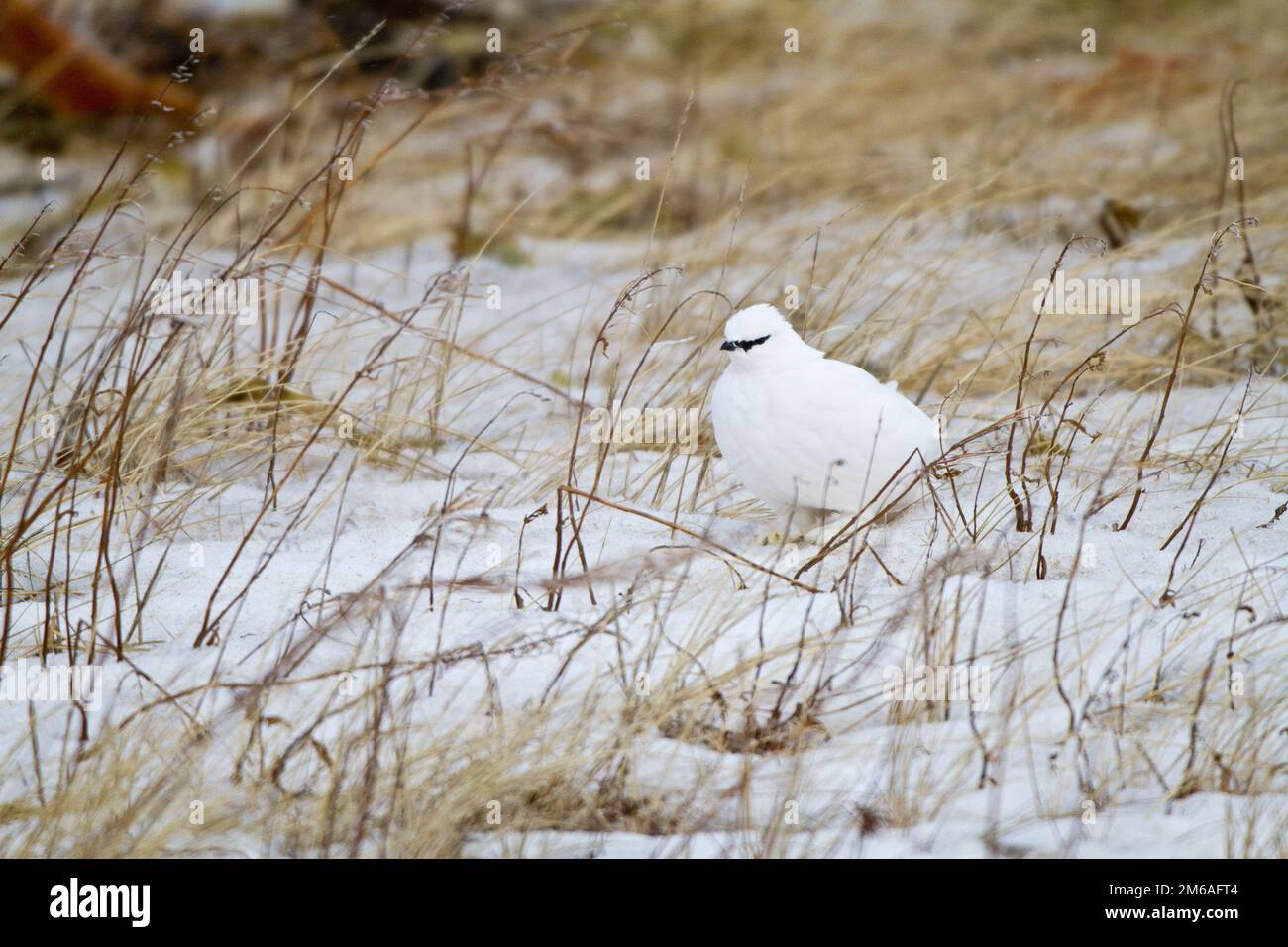 00841 00105 hi-res stock photography and images - Alamy