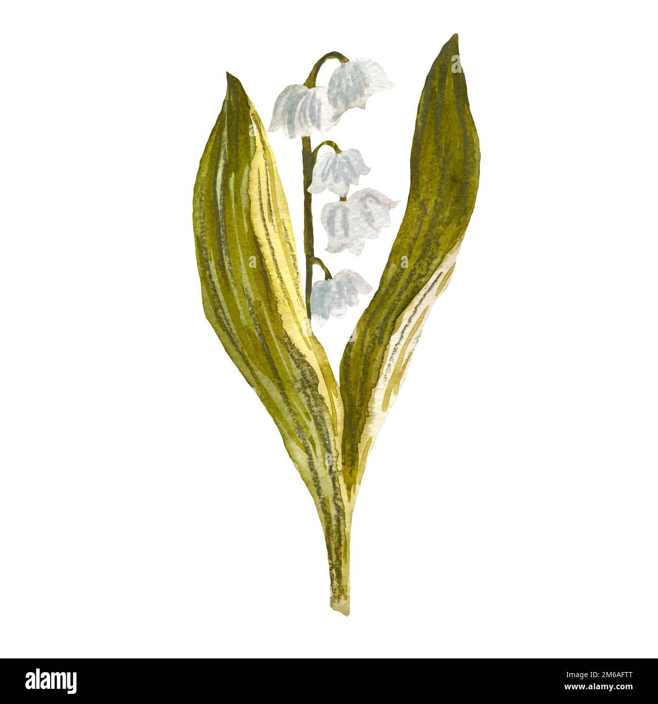 Snowdrop blue hi-res stock photography and images - Alamy