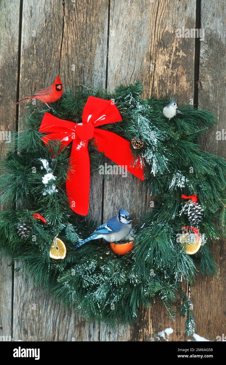 00585-014.13 Northern Cardinal male, Tufted Titmouse, & Blue Jay on ...