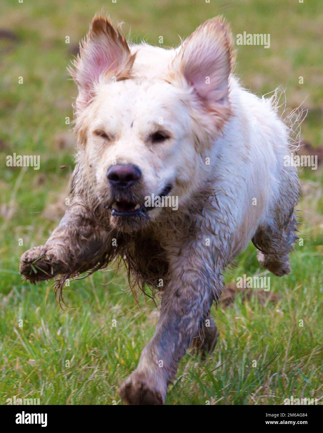 Running retriever hi-res stock photography and images - Alamy