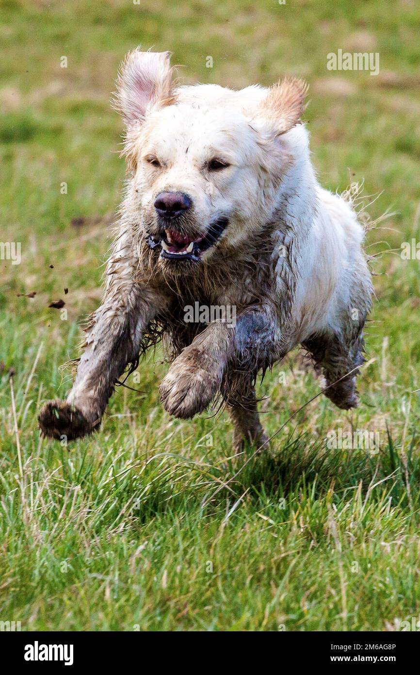 Dirty Golden Retriever Stock Photo - Alamy