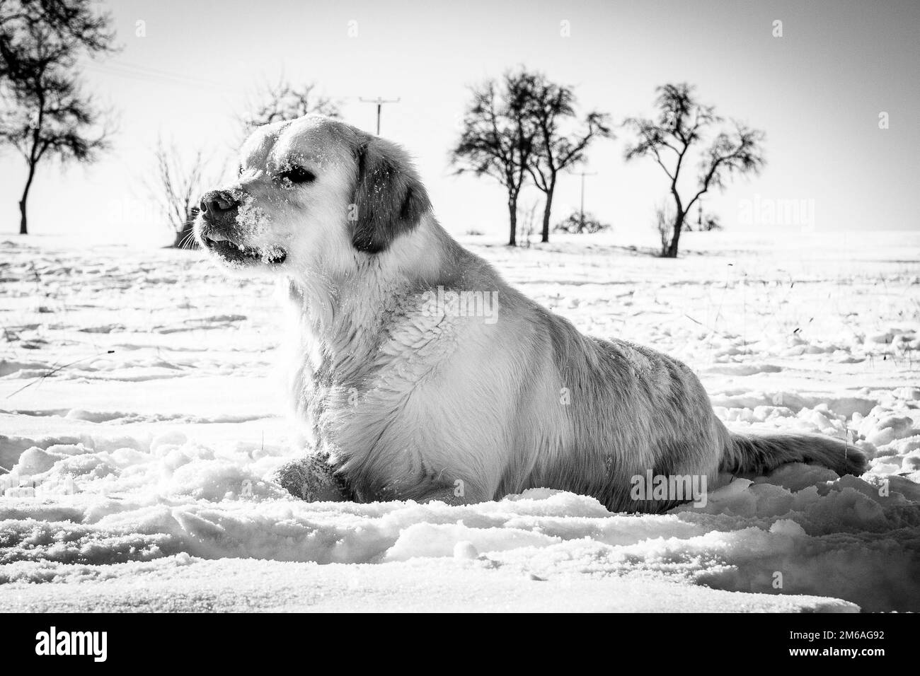 Golden retriever Black and White Stock Photos & Images - Alamy