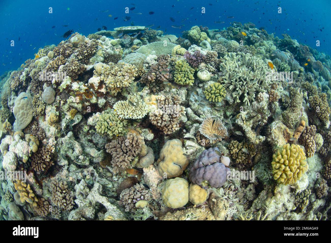 A coral reef composed of a wide variety of reef-building corals grows ...